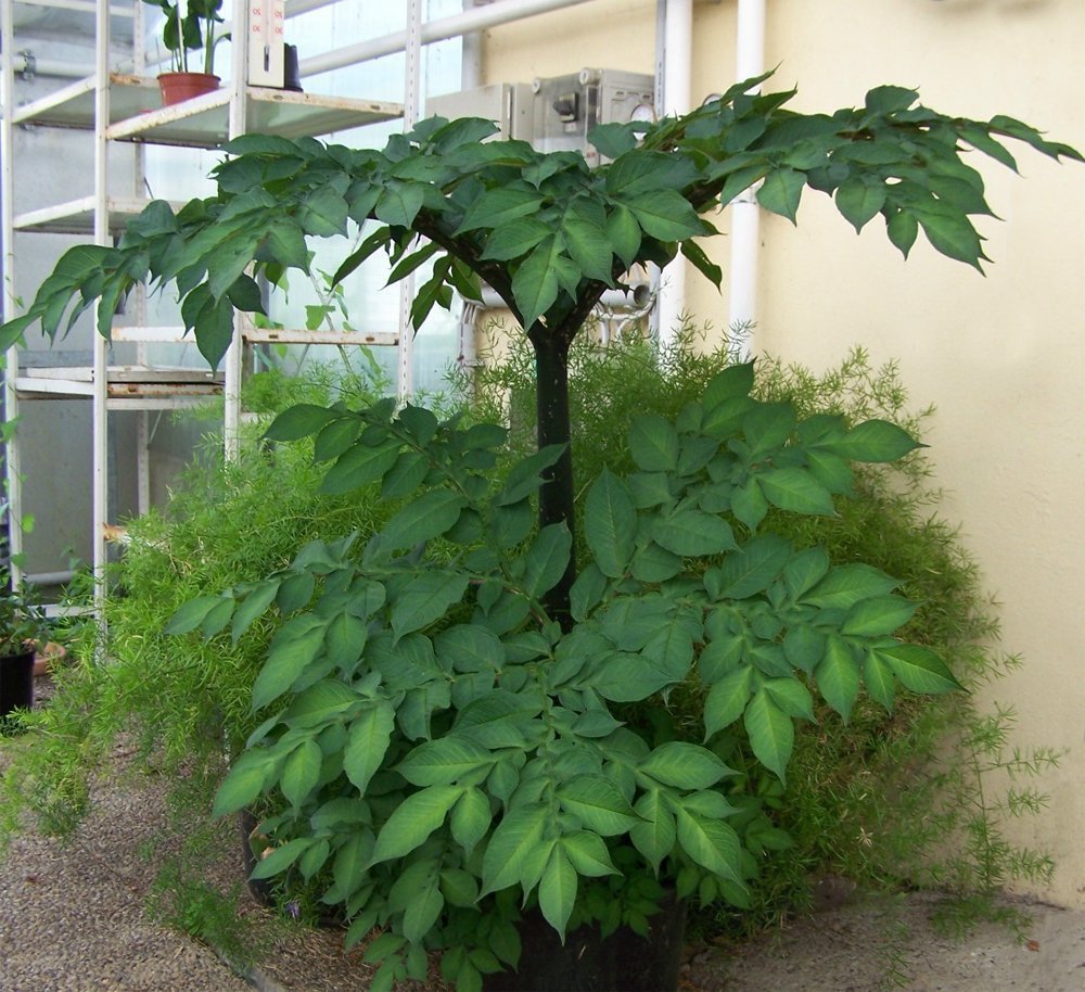 Voodoo Lily Aroid Devil's Tongue Amorphophallus rivieri var. konjac – 1 ...