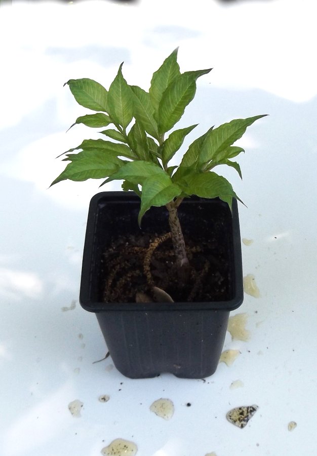 Voodoo Lily Aroid Devil's Tongue Amorphophallus rivieri var. konjac – 1 ...