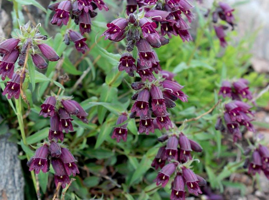 Rare Whipples Beardtongue Native Penstemon whippleanus - 20 Seeds