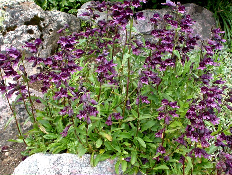 Rare Whipples Beardtongue Native Penstemon whippleanus - 20 Seeds