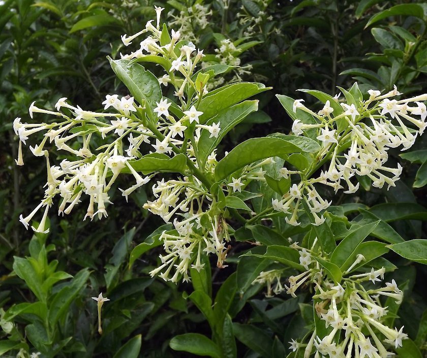 Night-Blooming Fragrant White Jasmine Cestrum nocturnum - 1 Live Plant