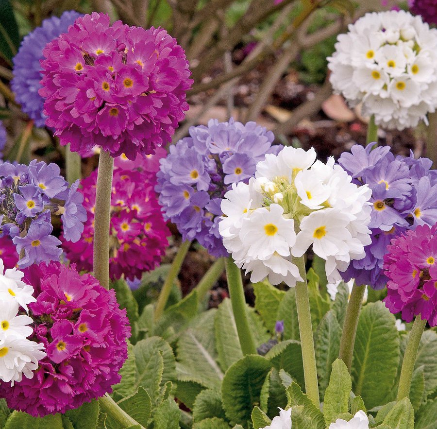Showy Drumstick Primrose Mix Primula denticulata - 25 Seeds