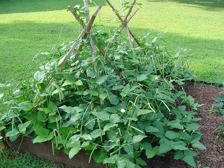 Texas Zipper Cream Pea Southern Pea Heat Loving Vigna unguiculata - 100 ...