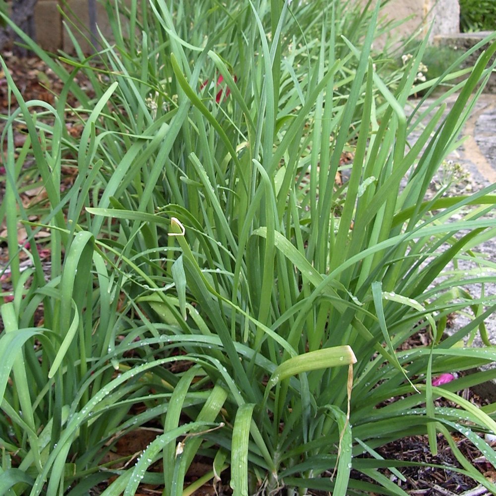 Leek Chives Tareh Persian Heirloom Organic Allium ampeloprasum persicum ...
