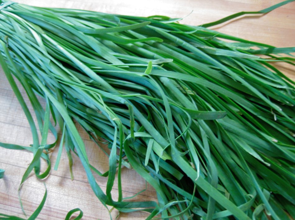 Leek Chives Tareh Persian Heirloom Organic Allium ampeloprasum persicum ...