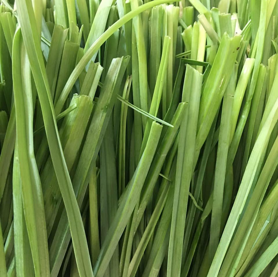 Leek Chives Tareh Persian Heirloom Organic Allium ampeloprasum persicum ...
