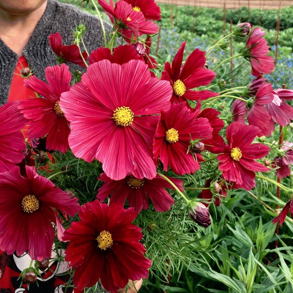 Ruby Red Cosmos 'Rubenza' Cosmos bipinnatus - 75 Seeds