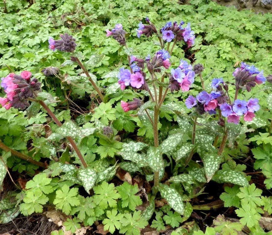 Hardy Blue Lungwort Herb Jerusalem Cowslip Pulmonaria officinalis - 25 ...