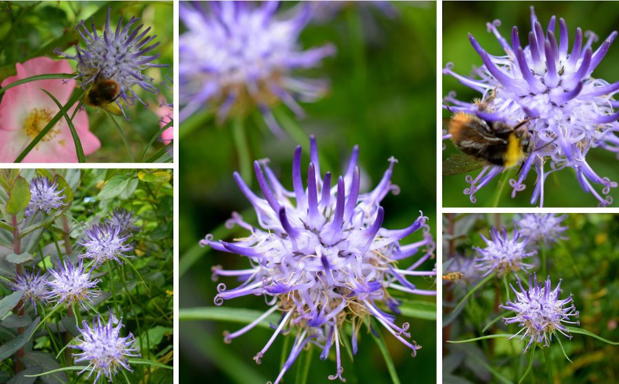 Rare Hardy Oxford Rampion Phyteuma scheuchzeri - 30 Seeds