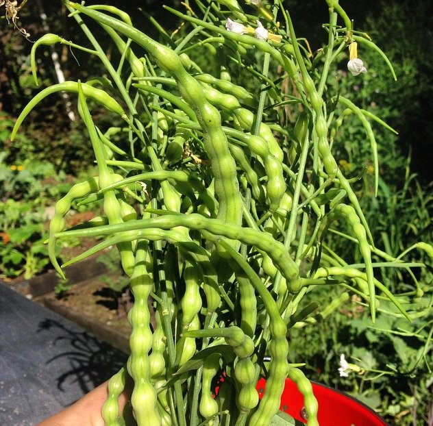 Podding Rat Tail Radish Unusual Heirloom Raphanus caudatus mougri - 30 ...