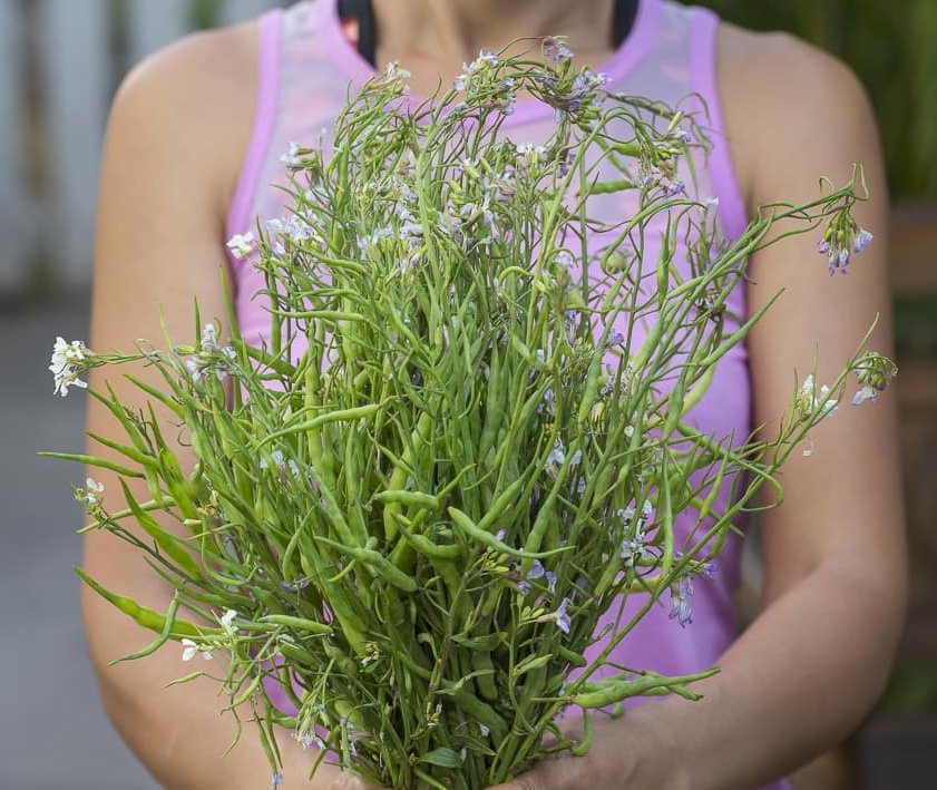 Podding Rat Tail Radish Unusual Heirloom Raphanus caudatus mougri - 30 ...