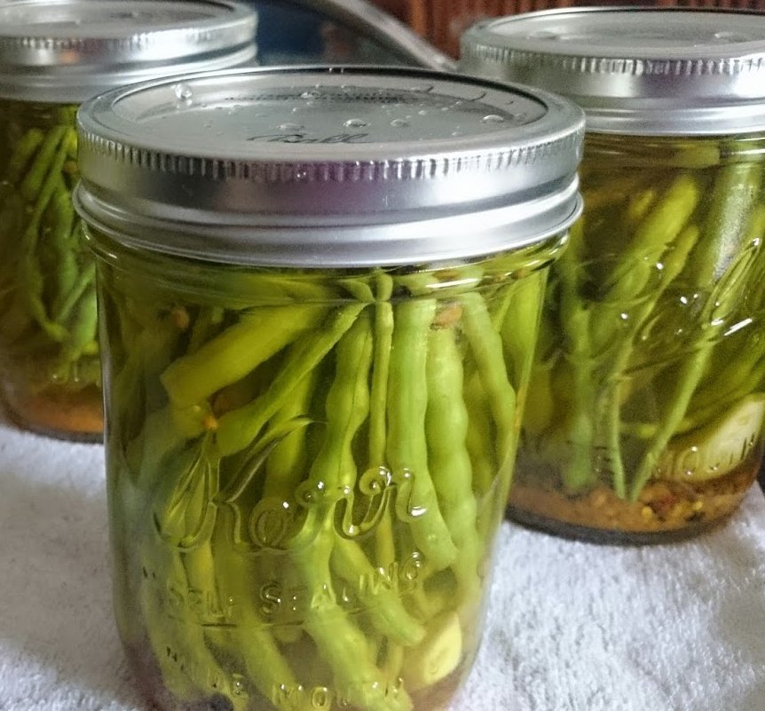 Podding Rat Tail Radish Unusual Heirloom Raphanus caudatus mougri - 30 ...