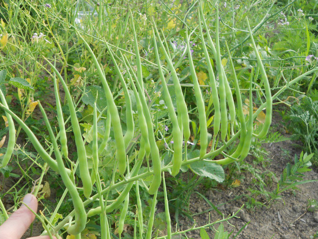 Podding Rat Tail Radish Unusual Heirloom Raphanus caudatus mougri - 30 ...