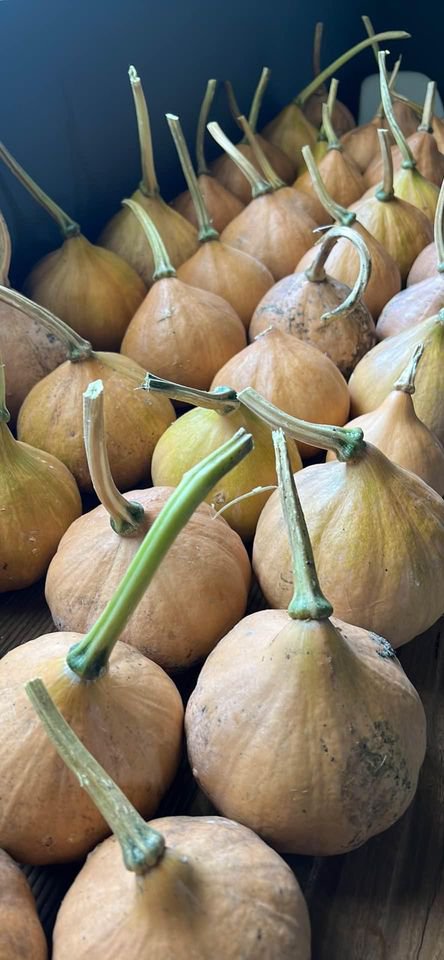 Seminole Pumpkin Squash Florida Heirloom Cucurbita moschata - 10 Seeds