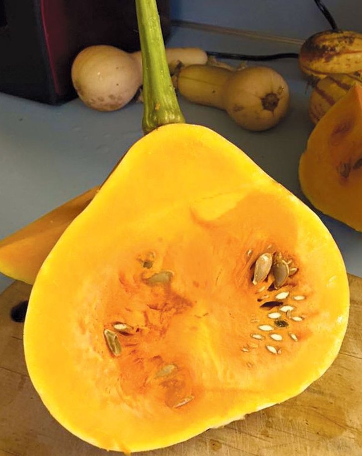 Seminole Pumpkin Squash Florida Heirloom Cucurbita moschata - 10 Seeds