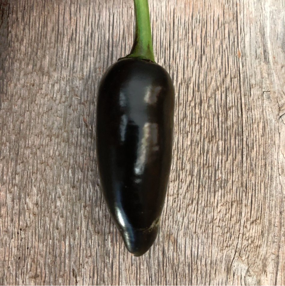 Goth Garden Heirloom Black Hungarian Chili Pepper Capsicum annuum - 30 ...