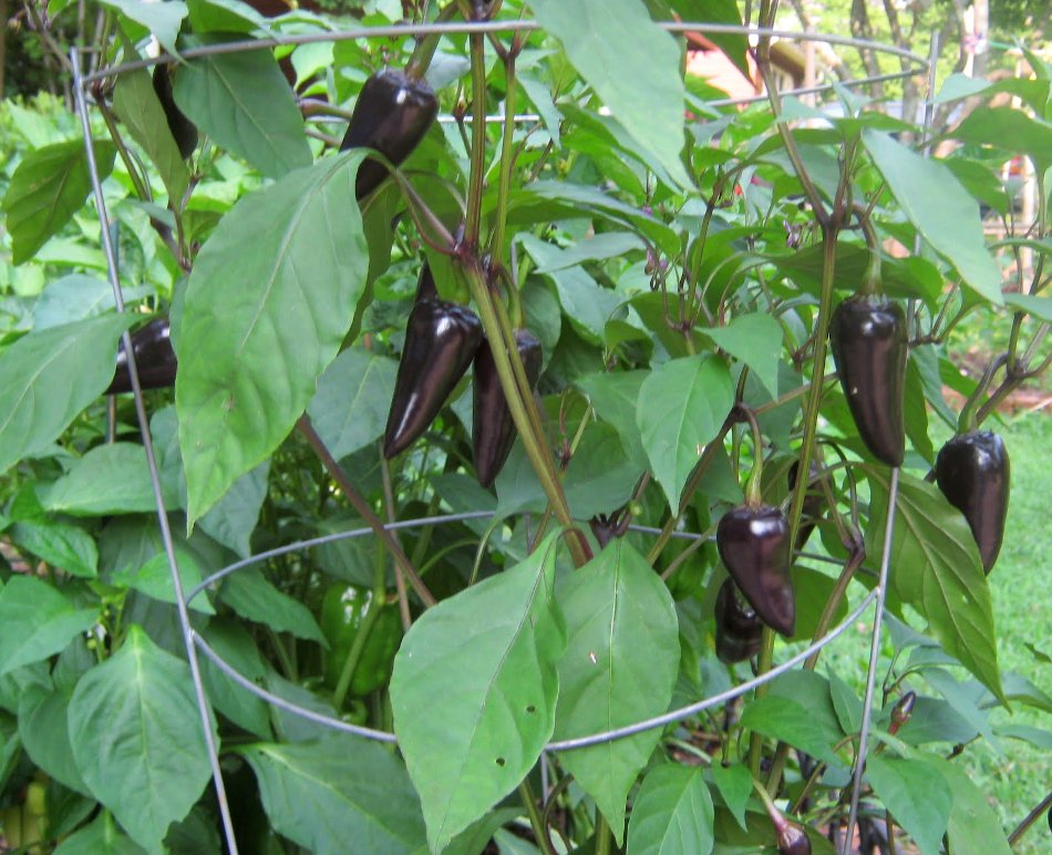 Goth Garden Heirloom Black Hungarian Chili Pepper Capsicum annuum - 30 ...