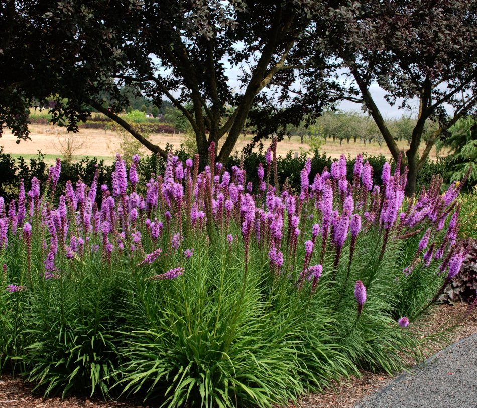 Native Wildflower Gayfeather Blazing Star Liatris spicata - 150 Seeds