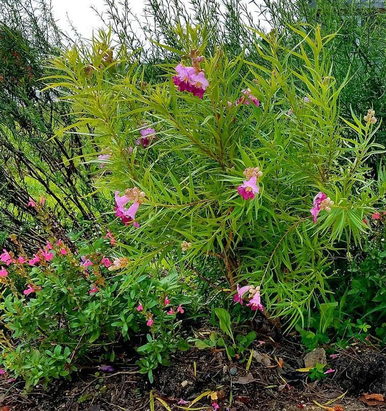 Flowering Desert Willow Shrub Pink Chilopsis linearis - 20 Seeds
