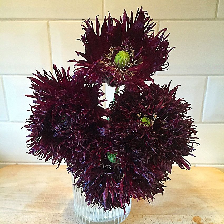 Goth Garden Black Swan Fringed Poppy Papaver Somniferum Laciniatum ...