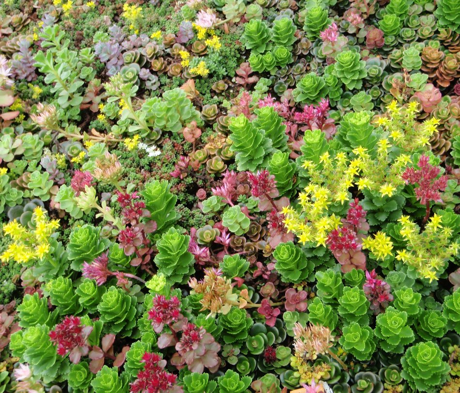 Stonecrop Succulent Mixed Sedum sp.- 100 Seeds