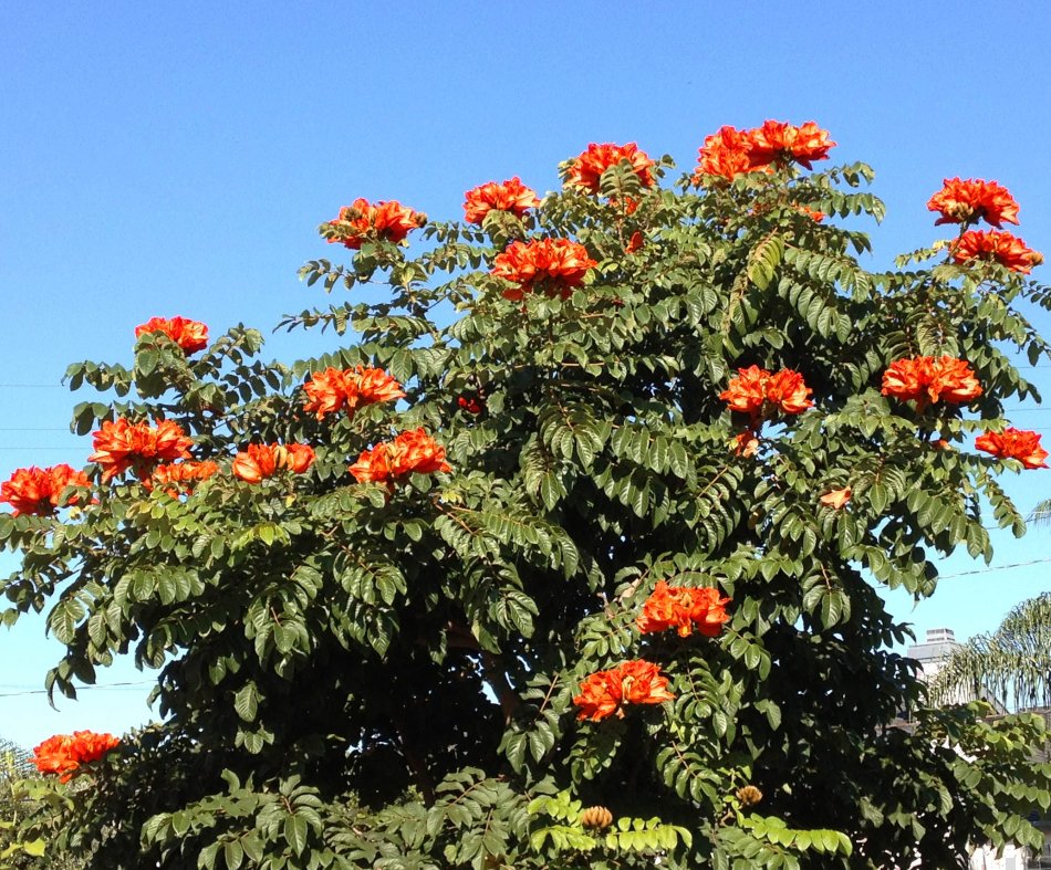 Red African Tulip Tree Spathodea Campanulata - 5 Seeds