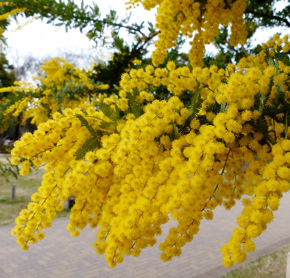 Cootamundra Wattle Golden Mimosa Bush Acacia baileyana - 20 Seeds