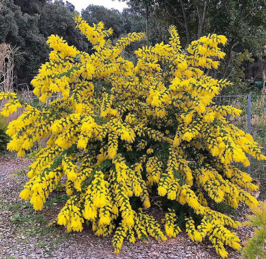 Cootamundra Wattle Golden Mimosa Bush Acacia baileyana - 20 Seeds