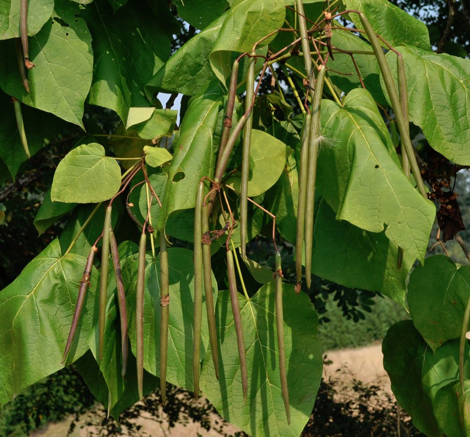 Native Catawba Showy Catalpa Tree Catalpa speciosa - 10 Seeds