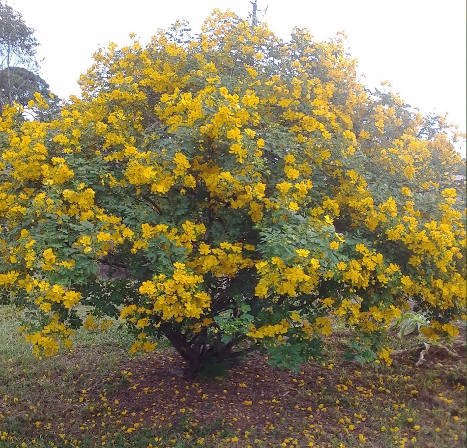 Beautiful Yellow Christmas Senna Cassia bicapsularis - 10 Seeds