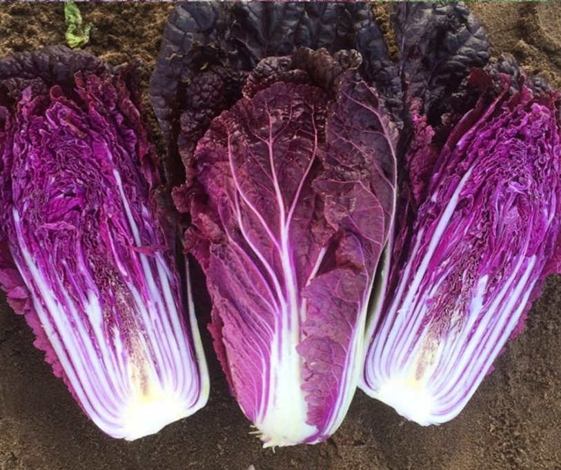 Napa Cabbage Red Purple Brassica rapa pekinensis - 25 Seeds