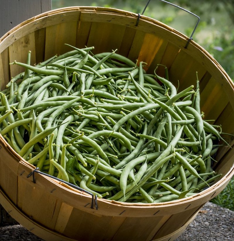 Organic Kentucky Blue Green Snap Pole Beans Phaseolus vulgaris - 80 Seeds