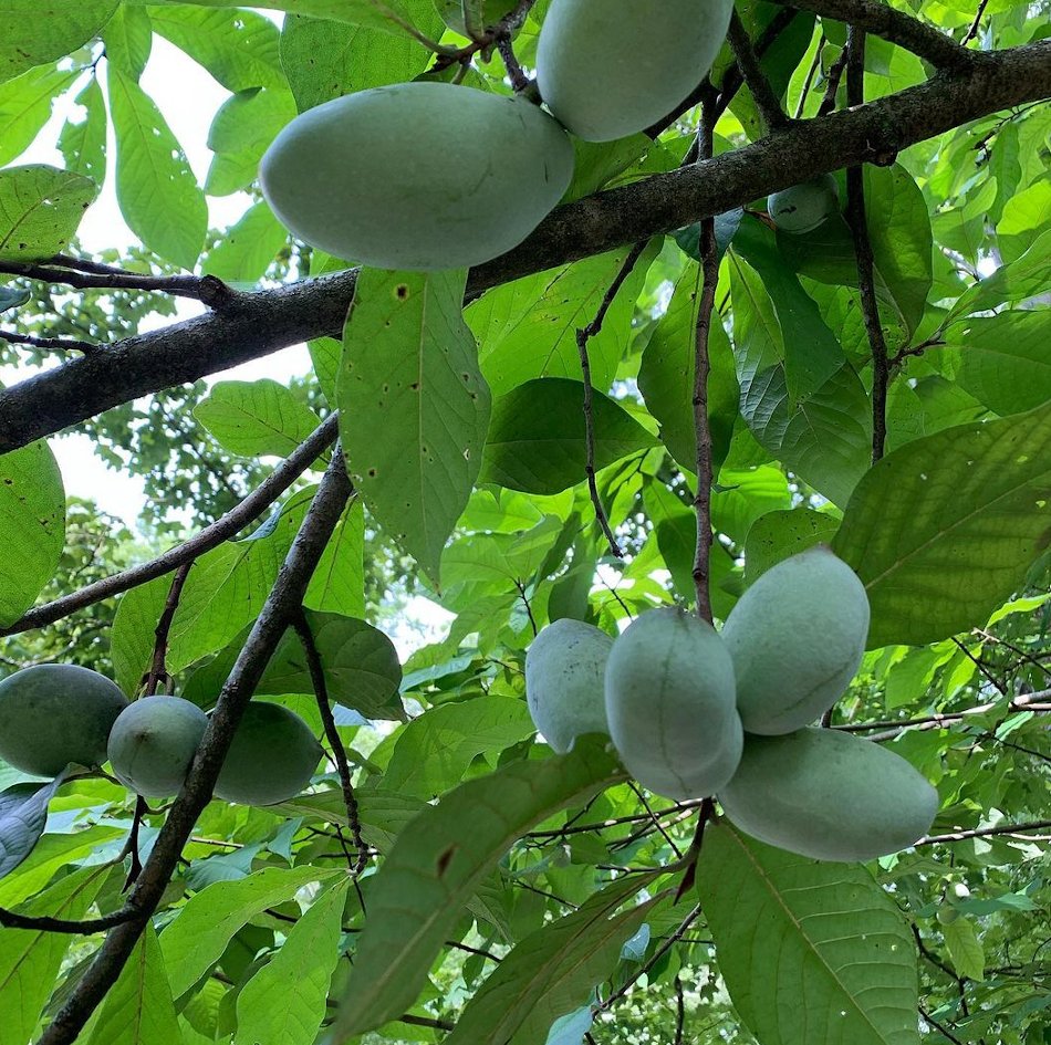 Hardy Pawpaw Fruit Native American Indiana Banana Asimina triloba - 5 Seeds