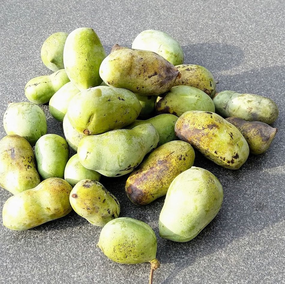 Hardy Pawpaw Fruit Native American Indiana Banana Asimina triloba - 5 Seeds