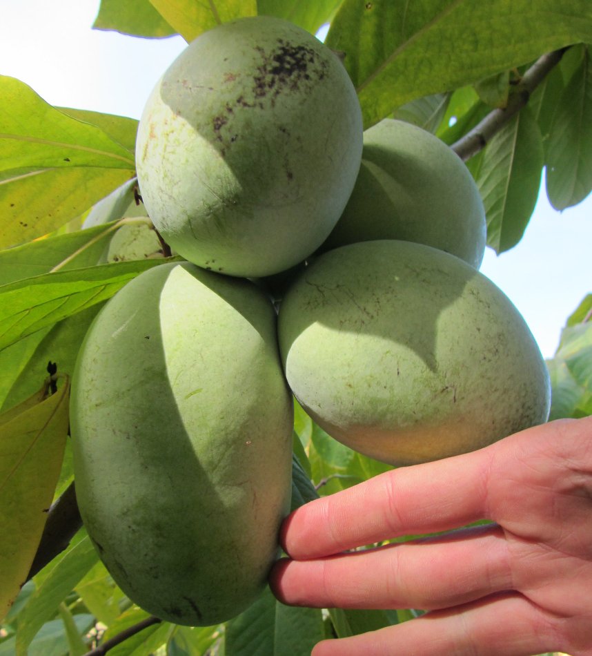 Hardy Pawpaw Fruit Native American Indiana Banana Asimina triloba - 5 Seeds