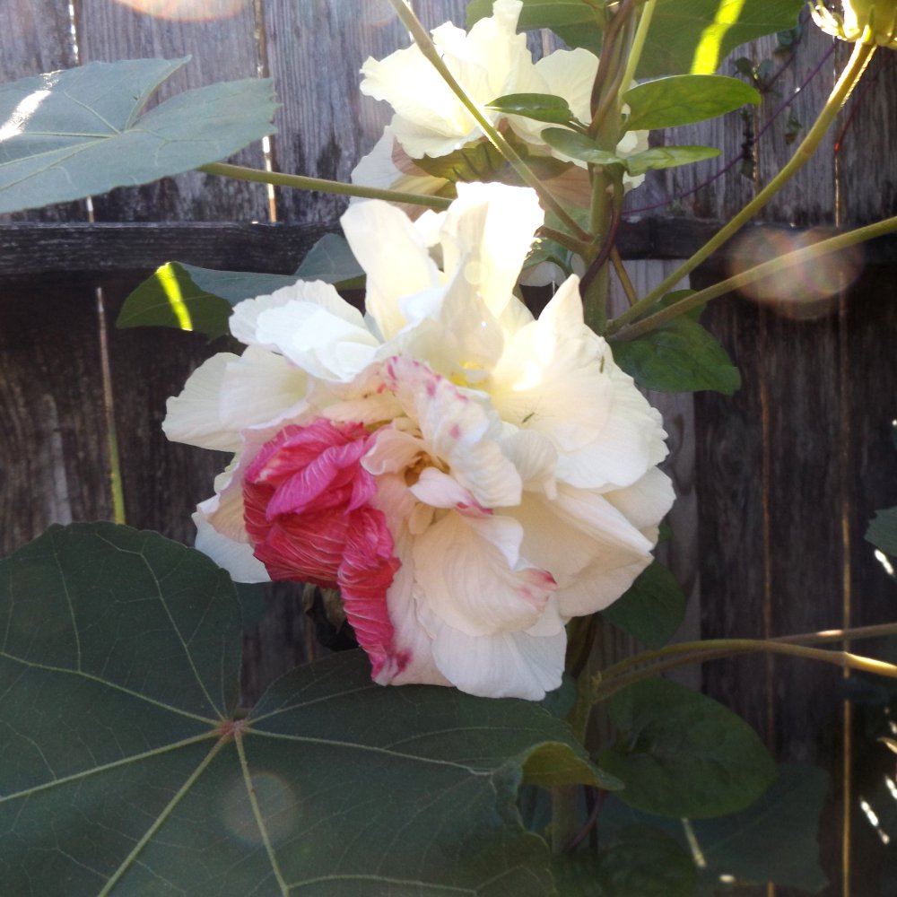 Hardy Dixie Rosemallow Color Changing Cotton Rose Hibiscus mutabilis ...