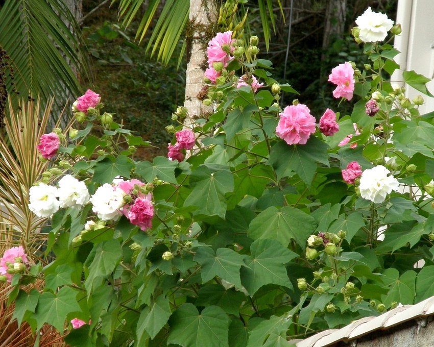 Hardy Dixie Rosemallow Color Changing Cotton Rose Hibiscus mutabilis ...
