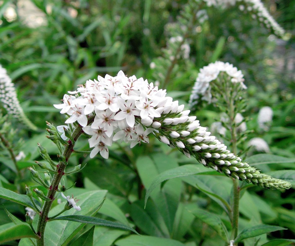 White Gooseneck Loosestrife Lysimachia clethroides - 25 Seeds