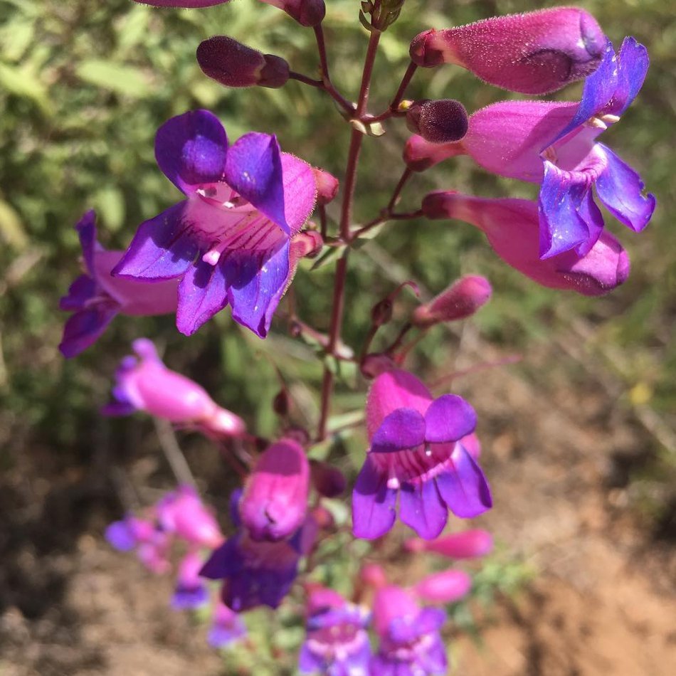 Royal Penstemon Beardtongue Penstemon spectabilis - 100 Seeds