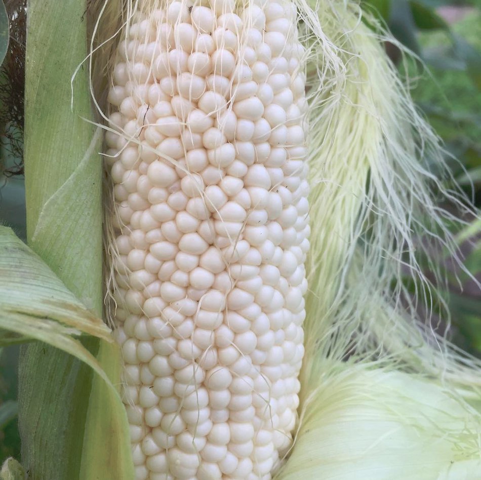 Sweet Shoepeg Heirloom Corn Country Gentleman Zea mays - 40 Seeds