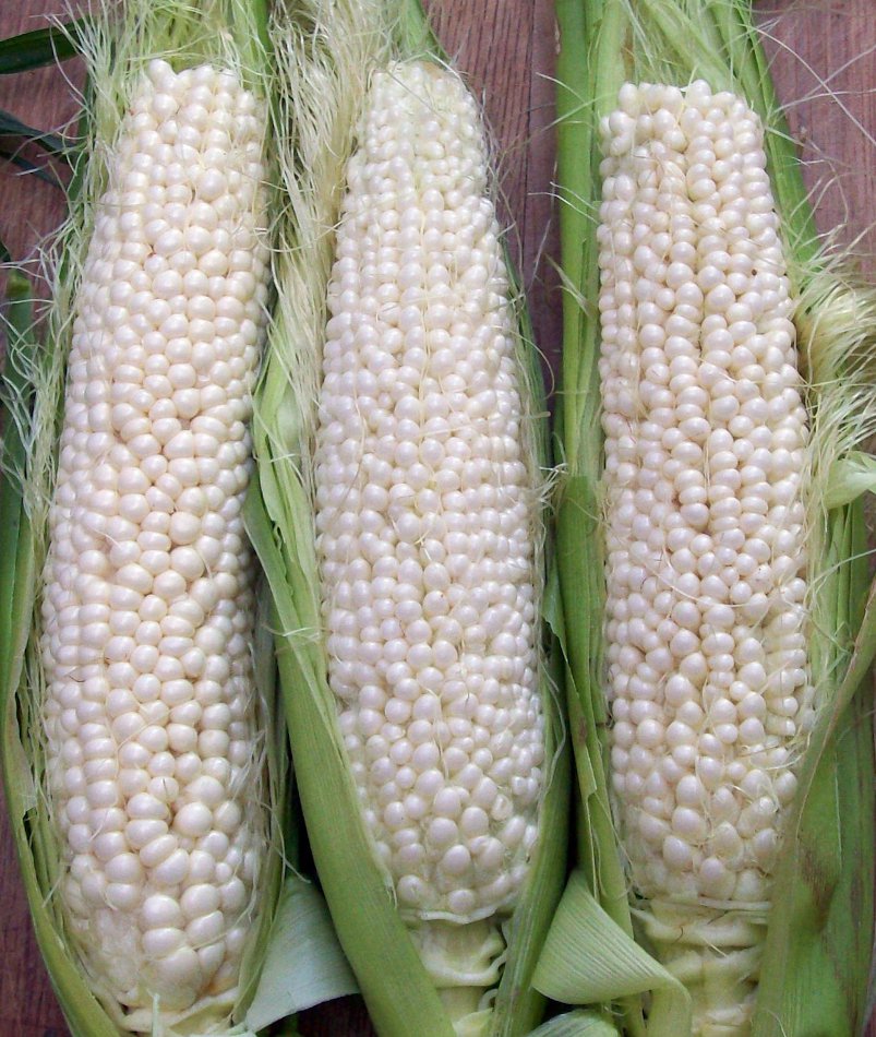 Sweet Shoepeg Heirloom Corn Country Gentleman Zea mays - 40 Seeds