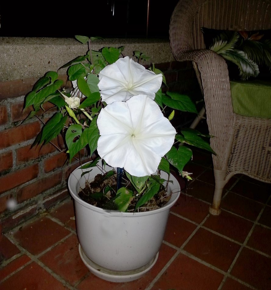 Moonflower Moon Vine Night-blooming Fragrant Ipomoea alba - 1 Live ...