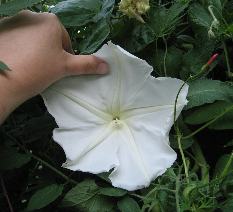 Moonflower Moon Vine Night-blooming Fragrant Ipomoea alba - 1 Live ...