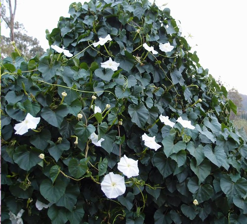 Moonflower Moon Vine Night-blooming Fragrant Ipomoea alba - 1 Live ...