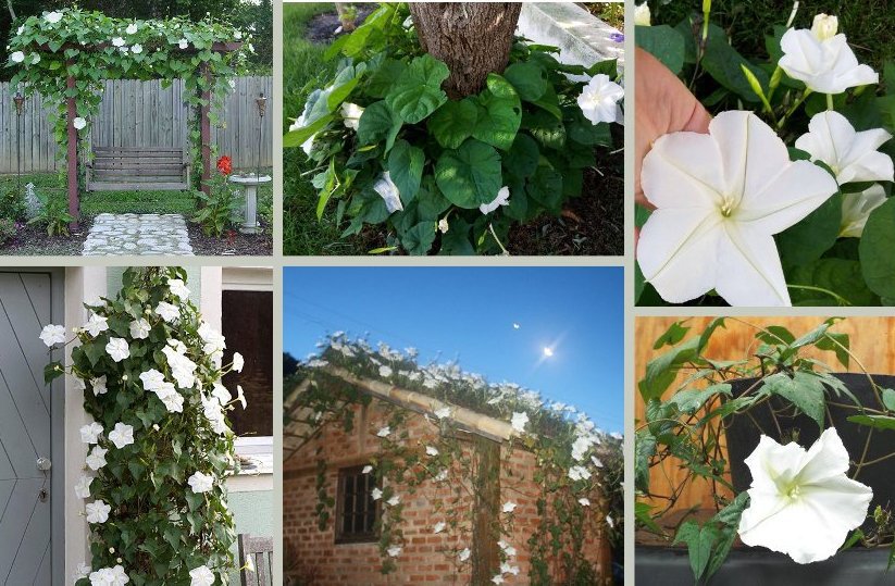 Moonflower Moon Vine Night-blooming Fragrant Ipomoea alba - 1 Live ...