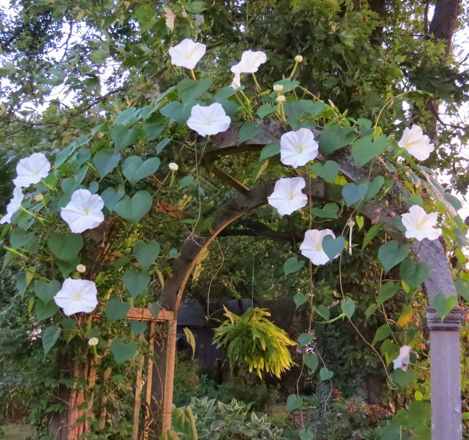 Moonflower Moon Vine Night-blooming Fragrant Ipomoea alba - 1 Live ...