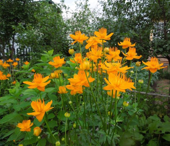 Chinese Globeflower Troll Flower Trollius chinensis 'Golden Queen' Rare ...