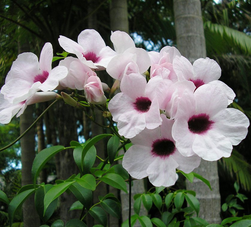 Rare Pink Bower Vine Pandorea Jasminoides - 10 Seeds