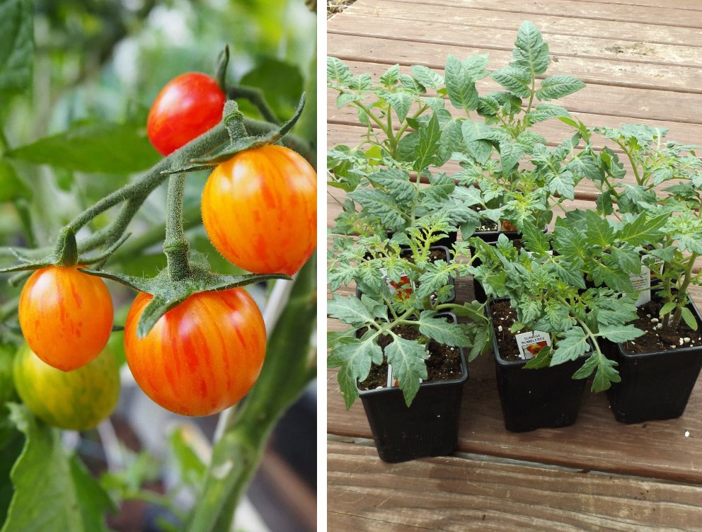 Artisan Cherry Tomato Open Pollinated Sunrise Bumblebee Rare - 1 Live Plant