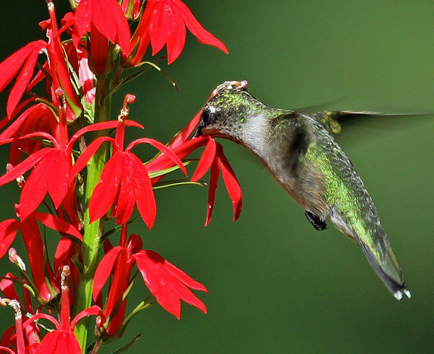 Native Red Cardinal Flower Lobelia cardinalis - 200 Seeds